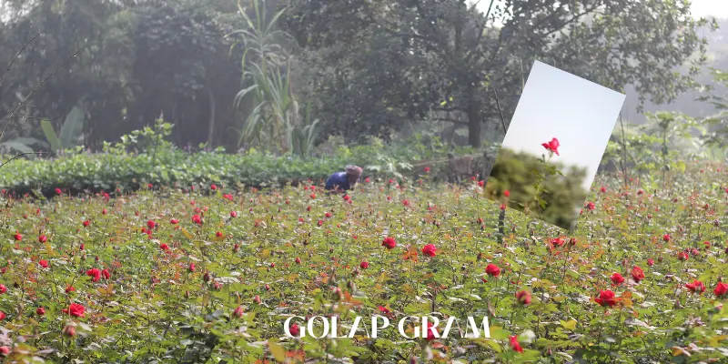 Discover Golap Gram: The Enchanting Rose Village Near Dhaka